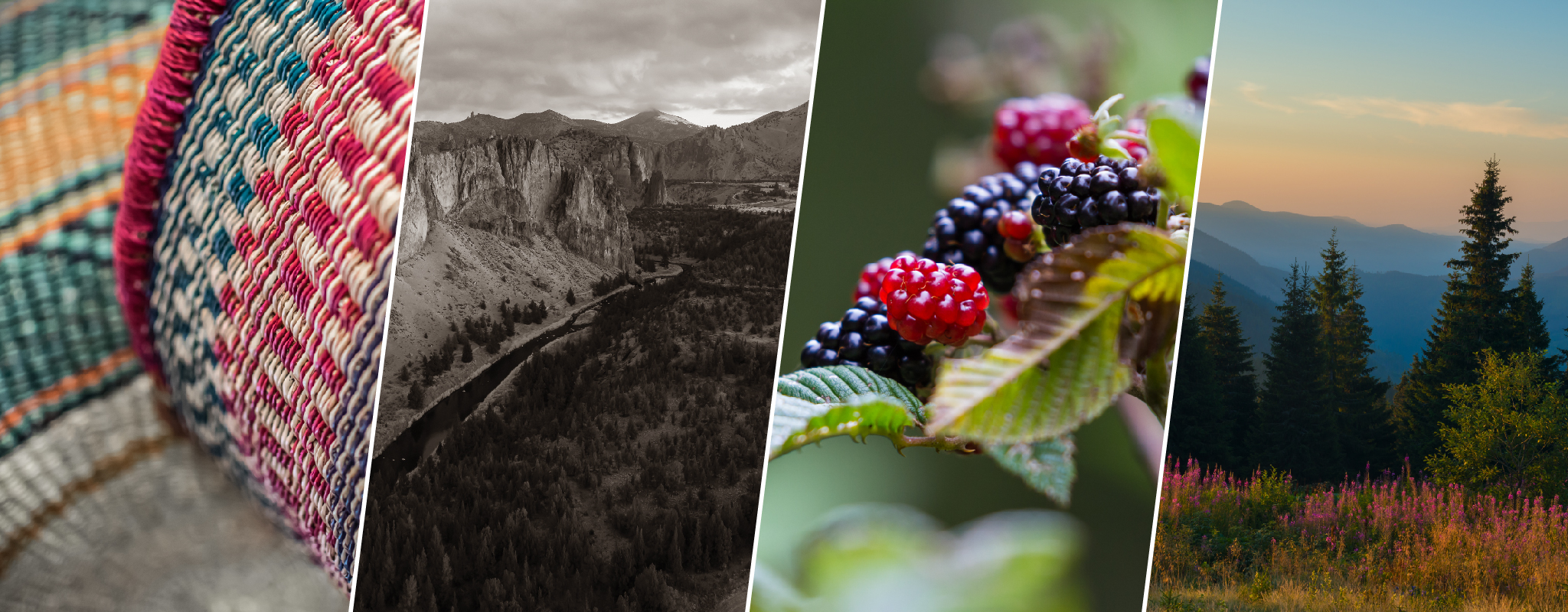 Homepage | College of Forestry