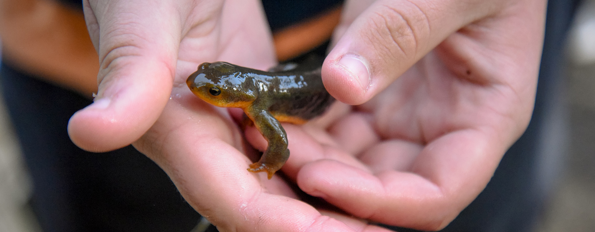 Homepage | College of Forestry